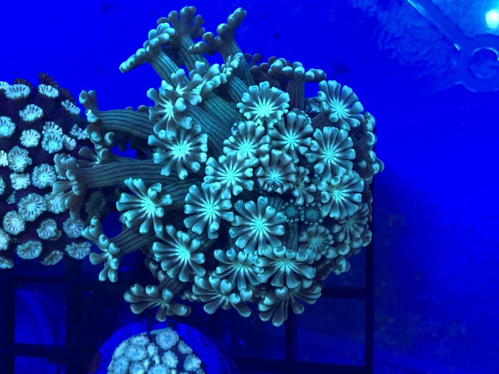Alveopora spp. green Grown out - Korallen-online.at